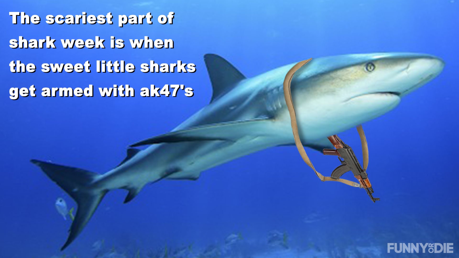 Funny Shark Pictures With Captions