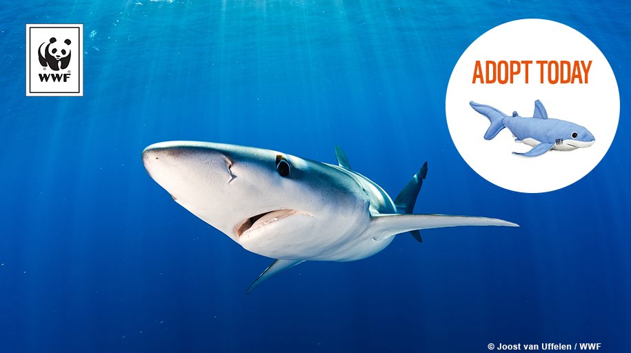 Wwf Adopt A Shark