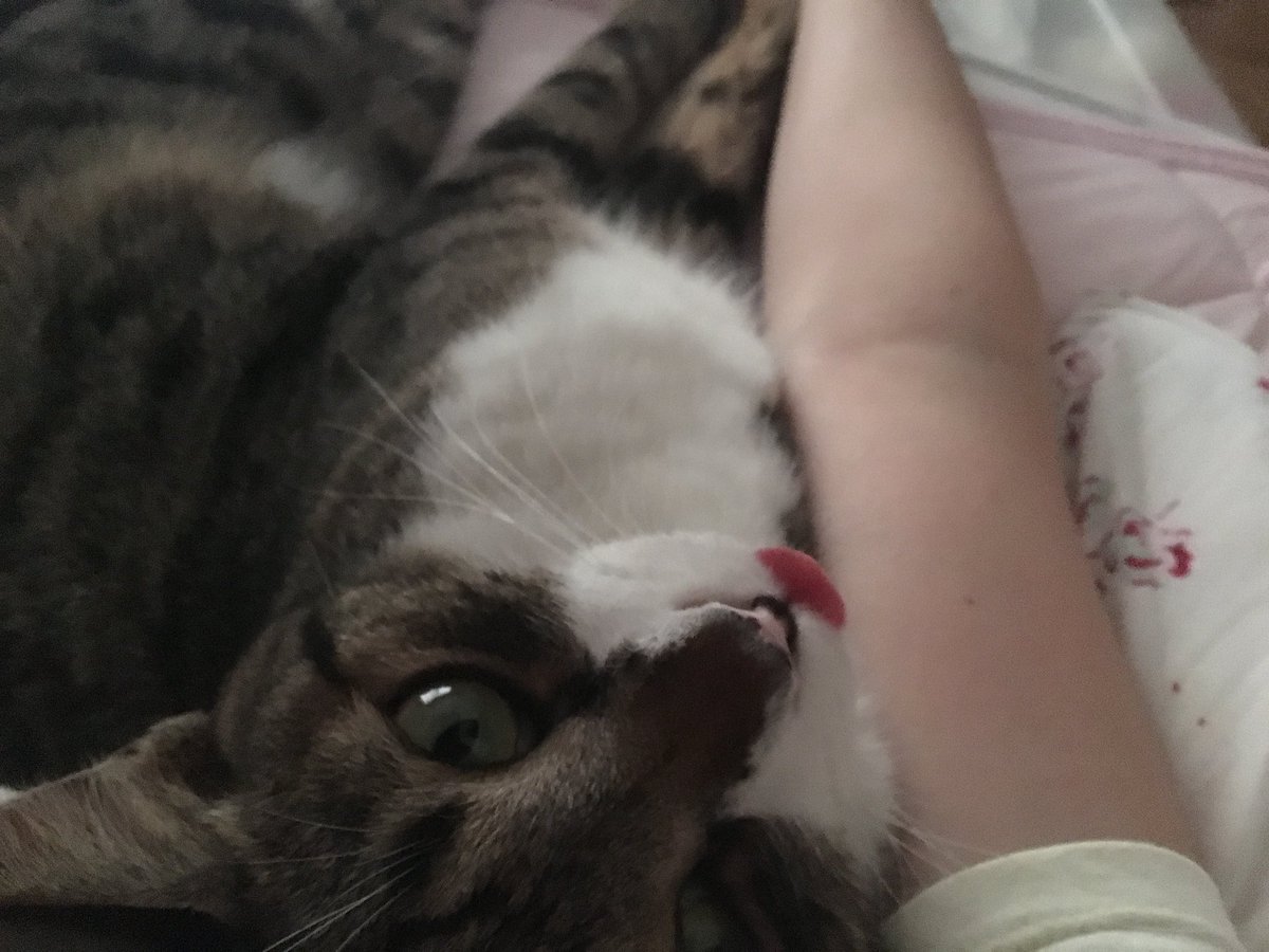 リヤド 猫 (@riyado_cat) | Twitter