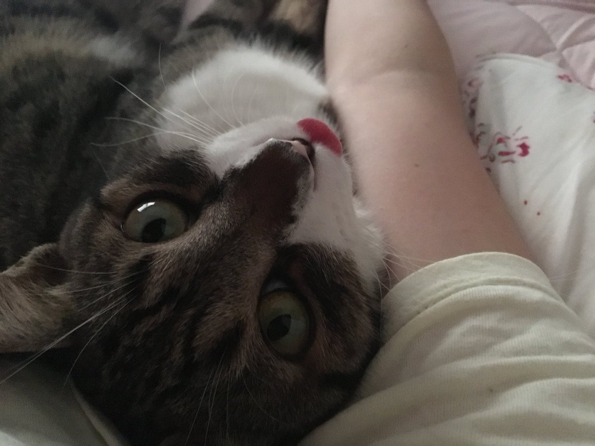 リヤド 猫 (@riyado_cat) | Twitter