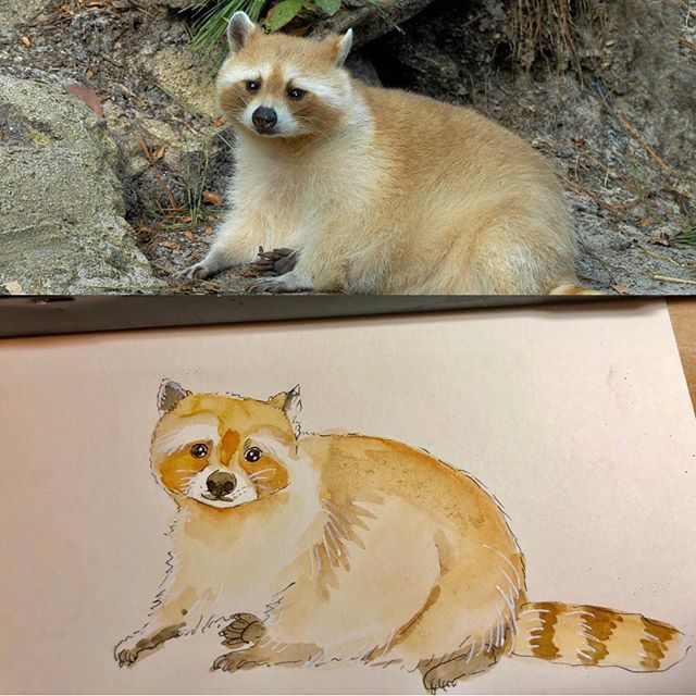 Cinnamon Raccoon