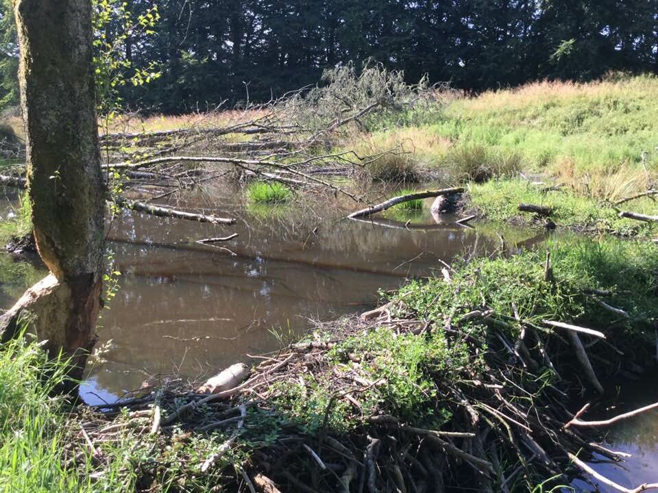 Sam Gandy (@SamwiseGandy) | Twitter