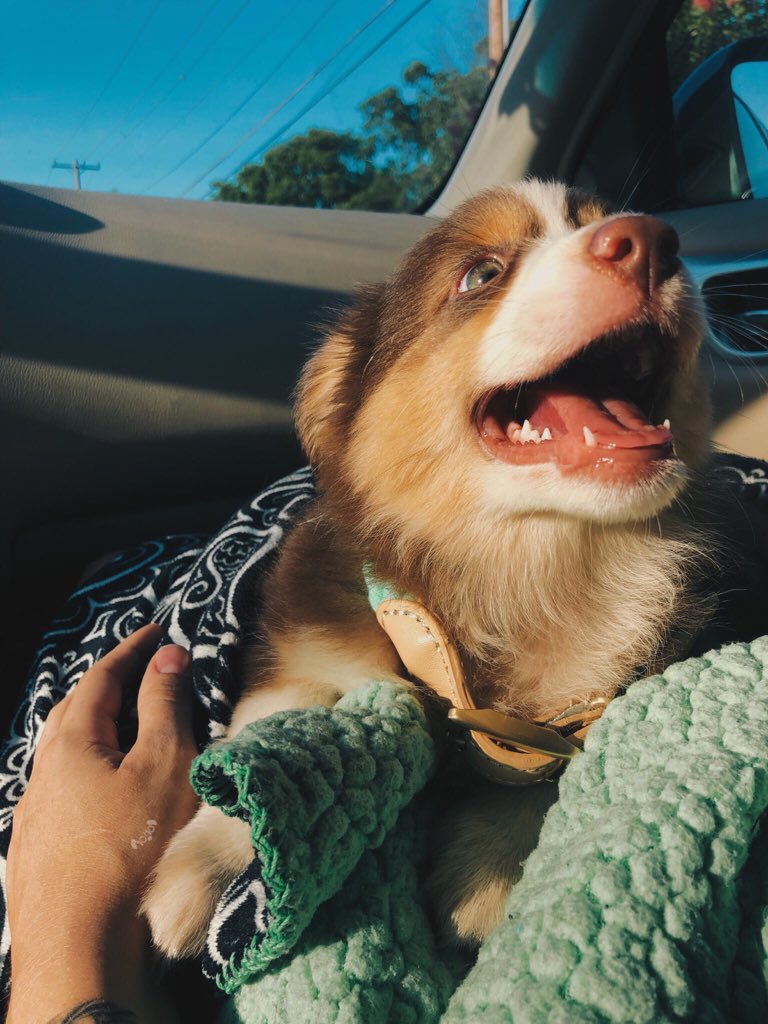 Tumblr Dogs Photography