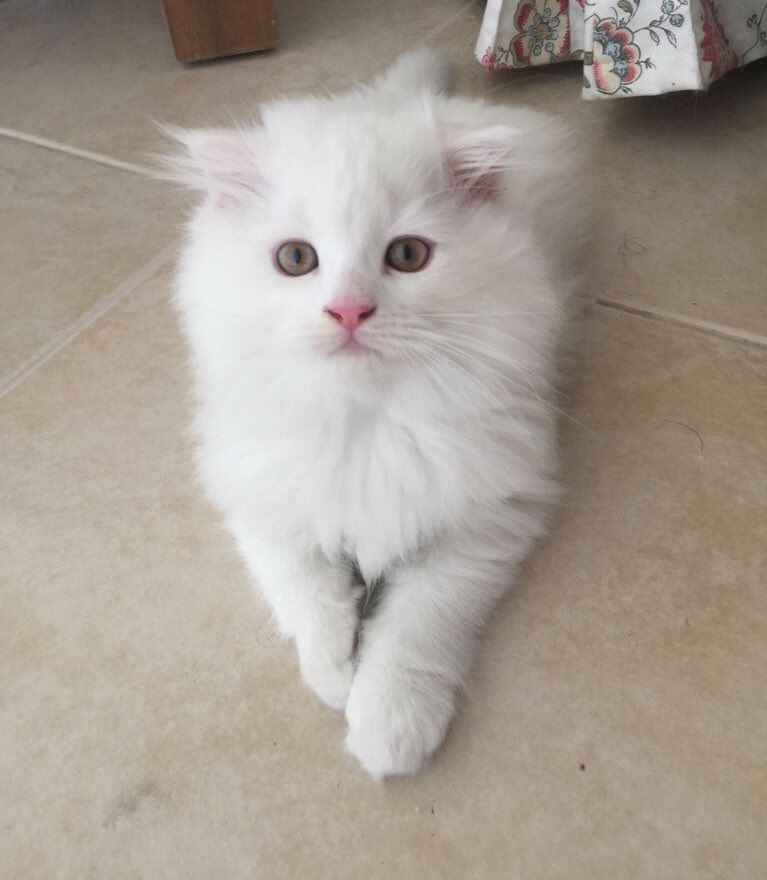 Scottish Fold Persian Mix