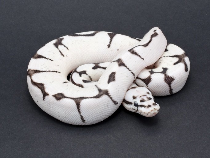 Fire Bee Ball Python