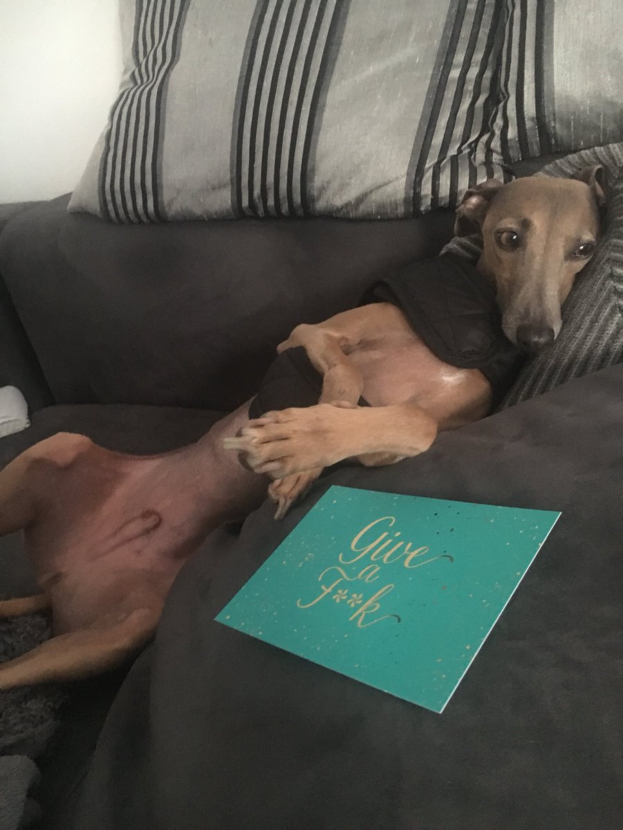 Felicity Morse on Twitter: "It’s gone to print!!! Some of us in chez morse are more excited than ...