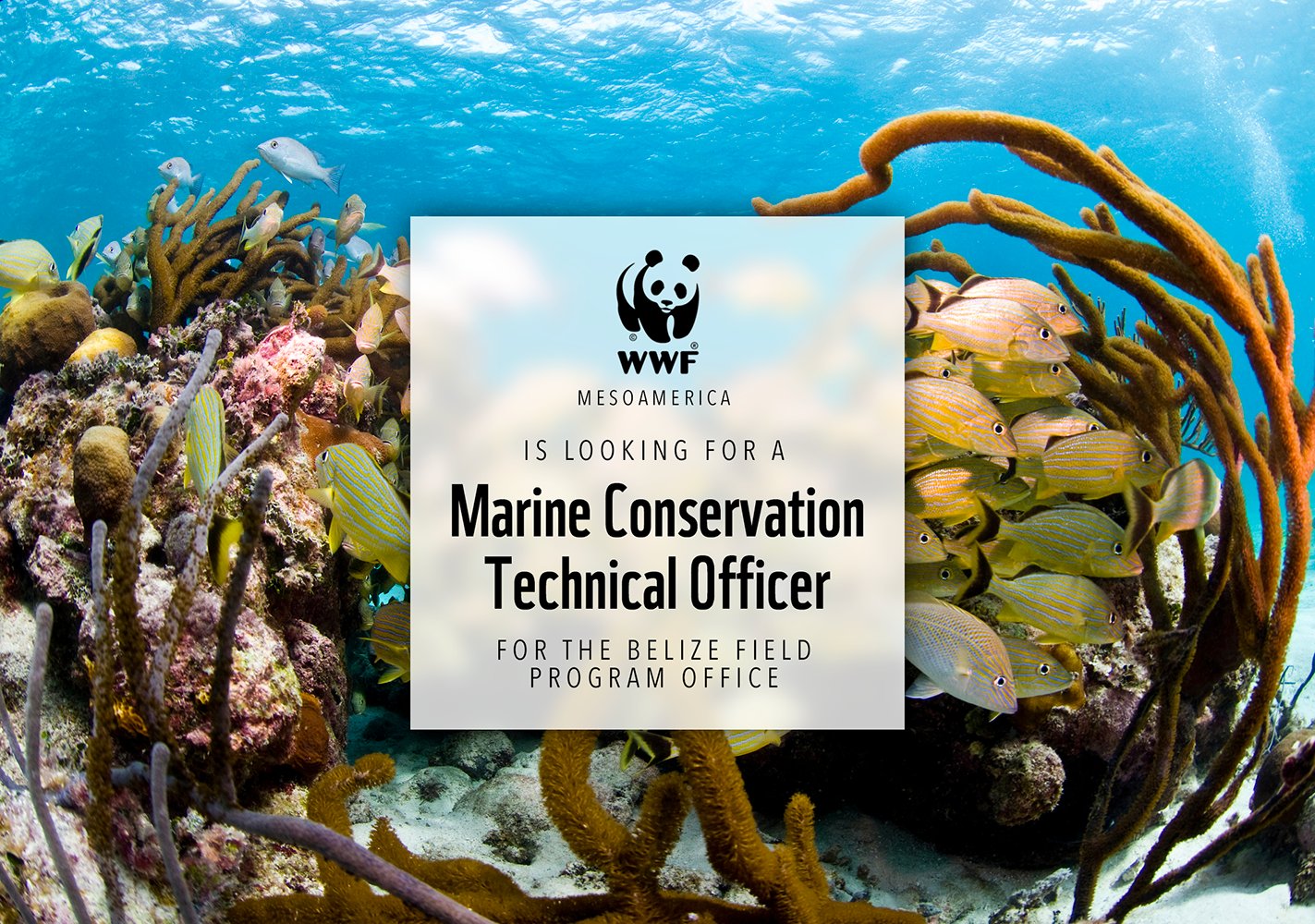 WWF Mesoam rica On Twitter WWF Mesoamerica Is Looking For A Marine wwf-mesoam-rica-on-twitter-wwf-mesoamerica-is-looking-for-a-marine