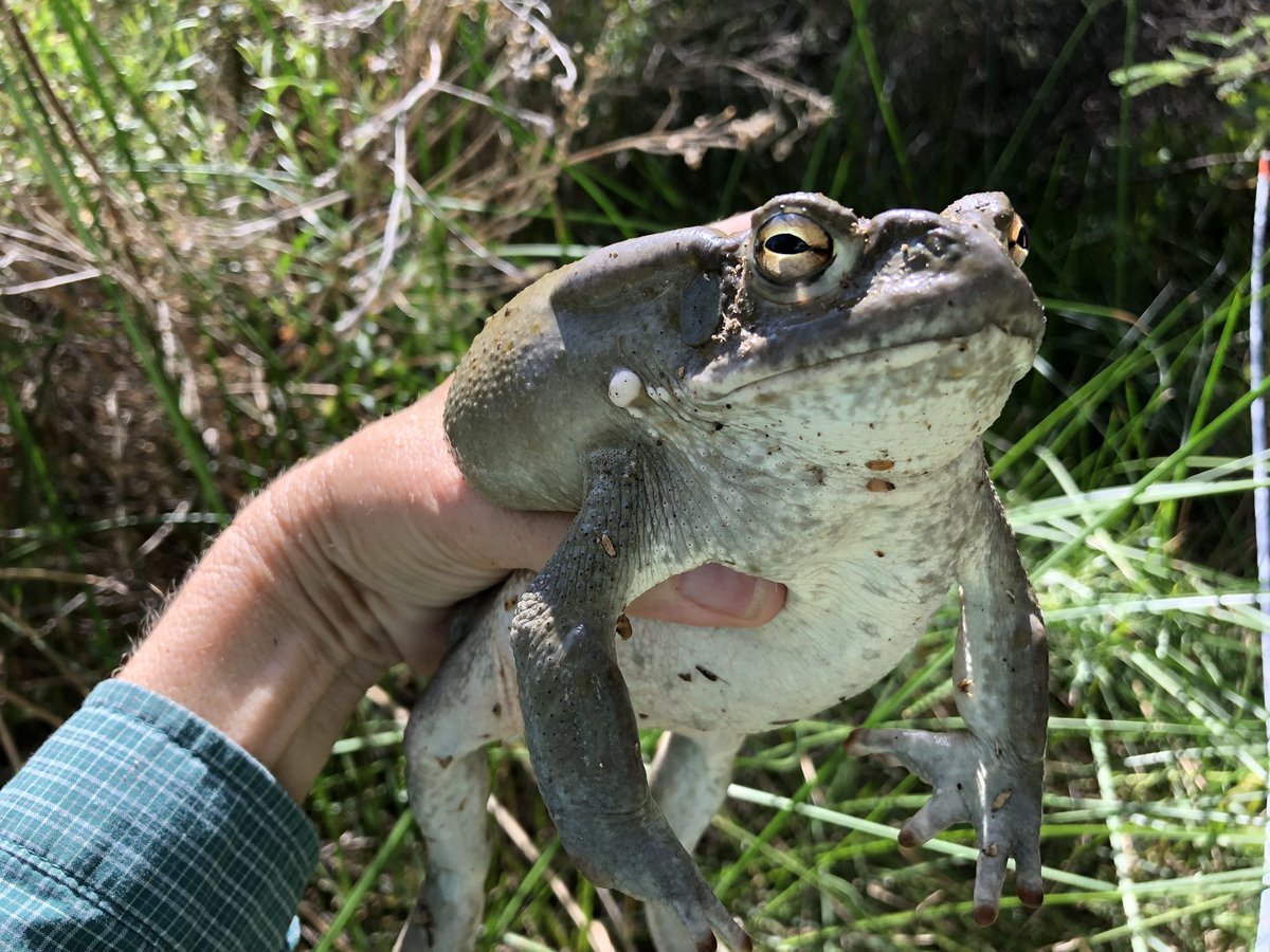 Sonoran Desert Toad 57 Pounds