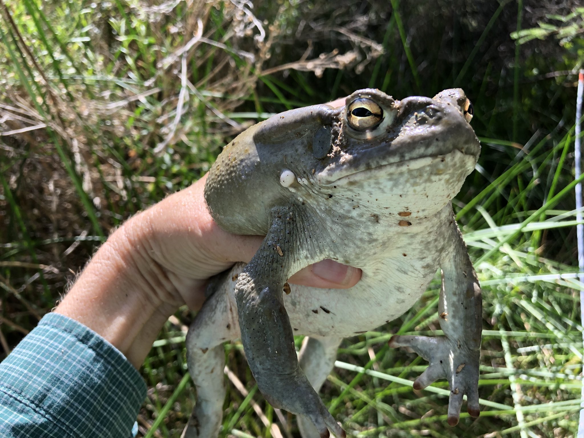 Giant Sonoran Desert Toad
