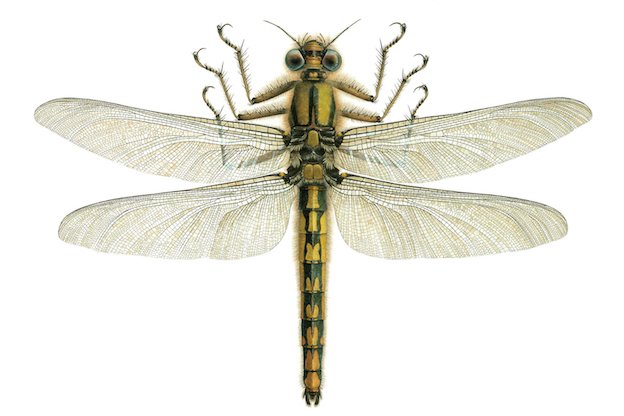 Meganeuropsis Permiana