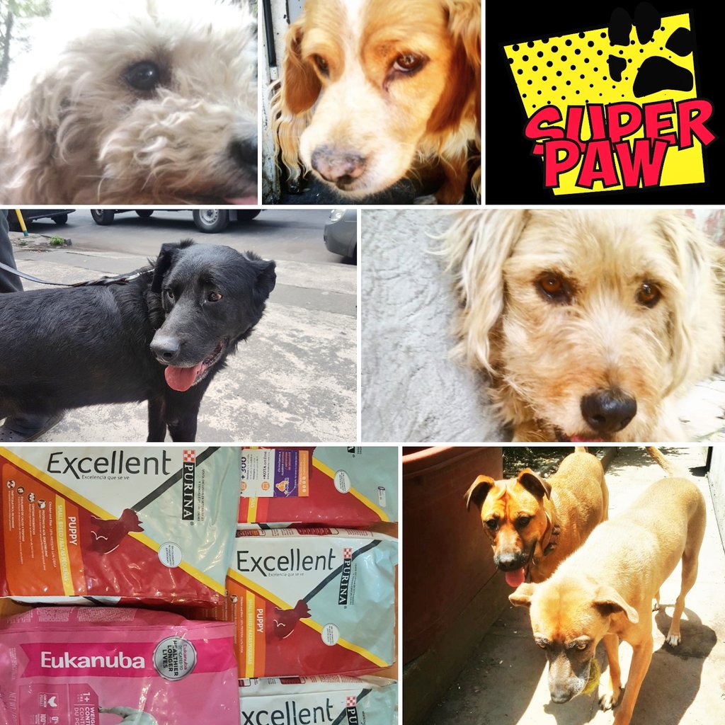 SuperPaw 🐾🐱🐶 🇲🇽 #QuedateEnCasa on Twitter: "Hoy estos peluditos rescatados después de ser ...