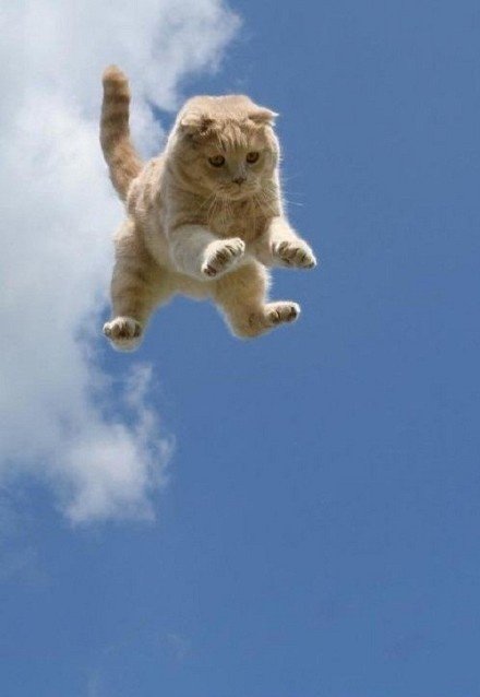 Flying Cats