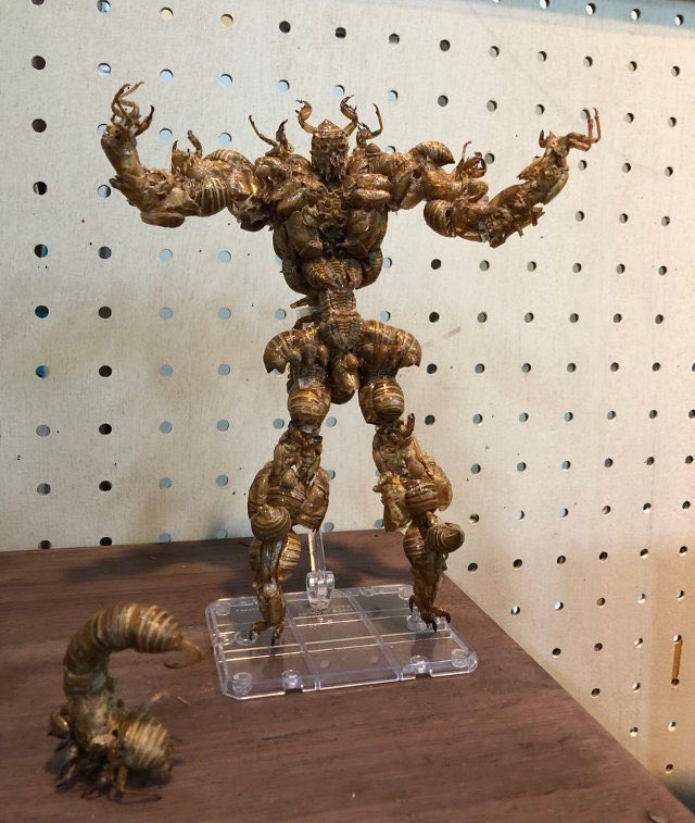 Cicada Shell Cosplay