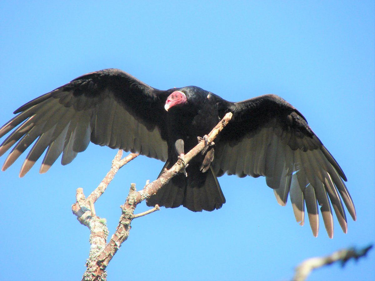 Que Comen Los Zopilotes 2020 Donde Vive Como Nace