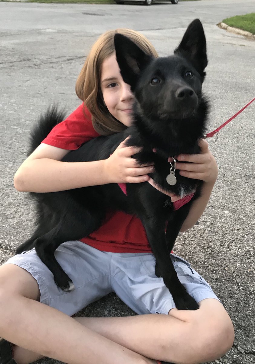 Schipperke Mix Puppies