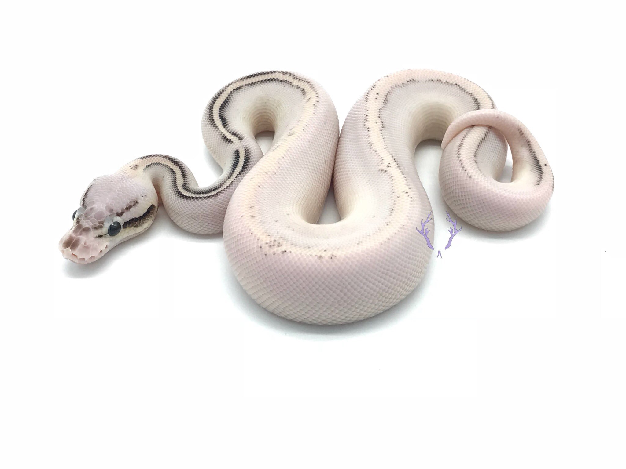 Pewter Ball Python
