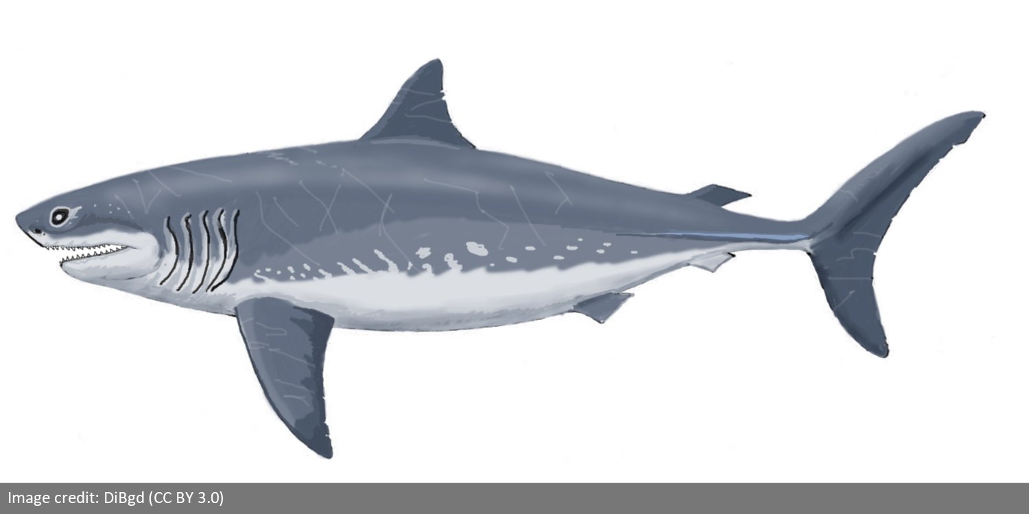 Tiger Shark Side View