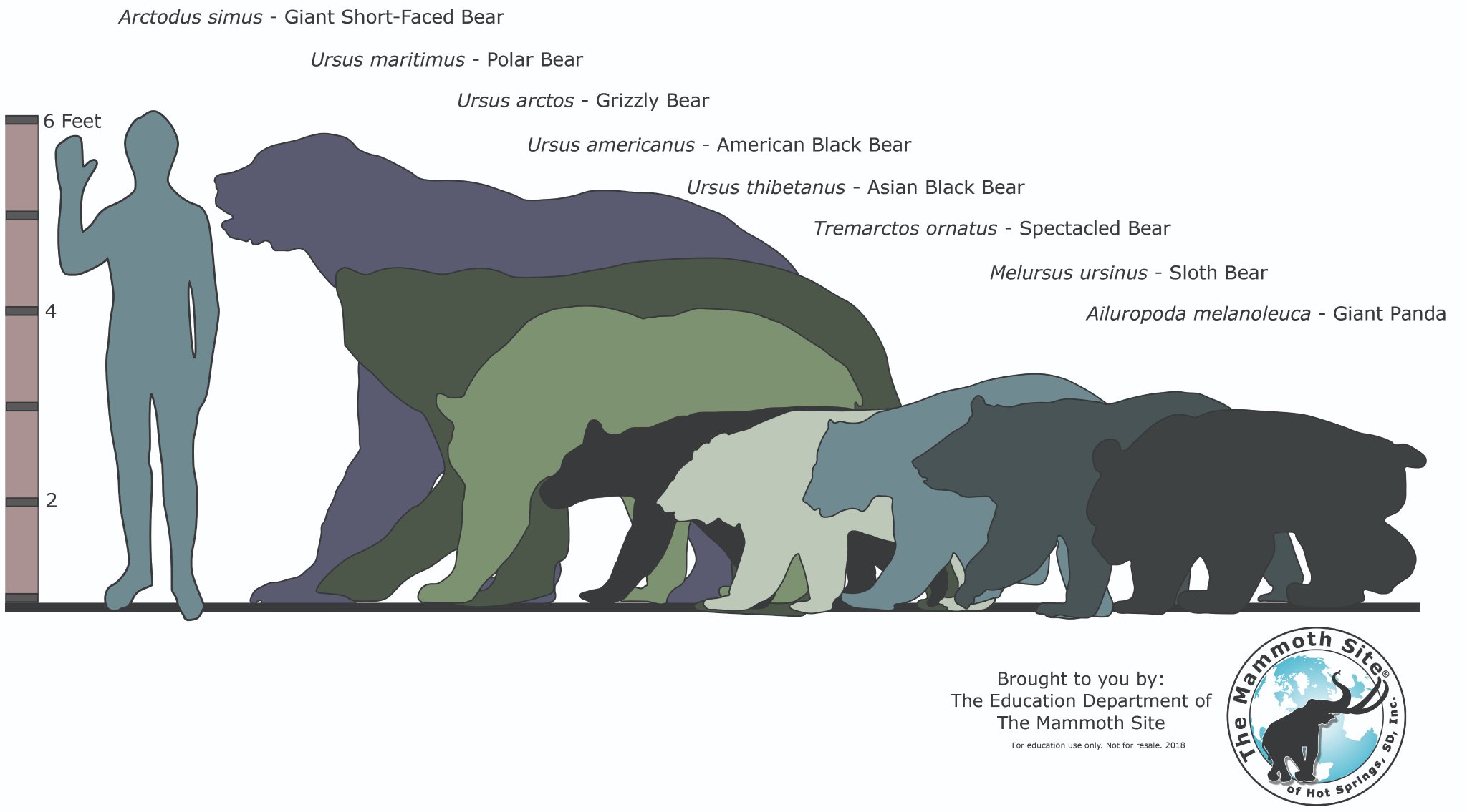 Short Faced Bear Vs Polar Bear