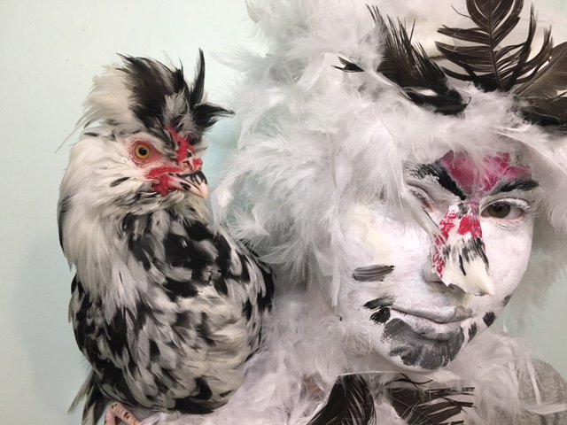 Mottled Houdan Chicken