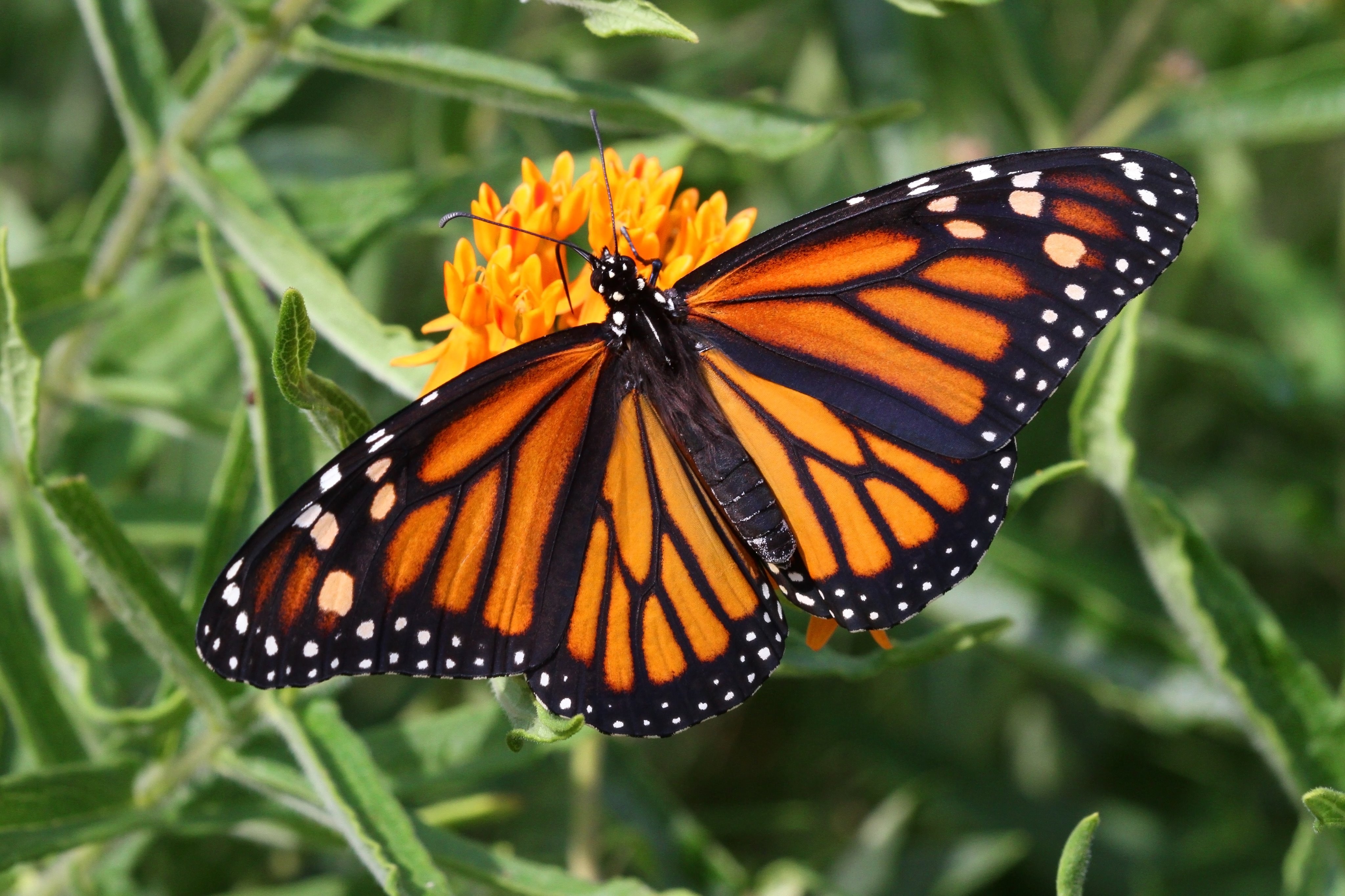 Female Monarch Butterfly