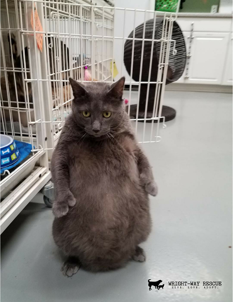Cat Standing Up