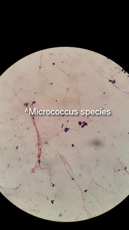 Micrococcus Species