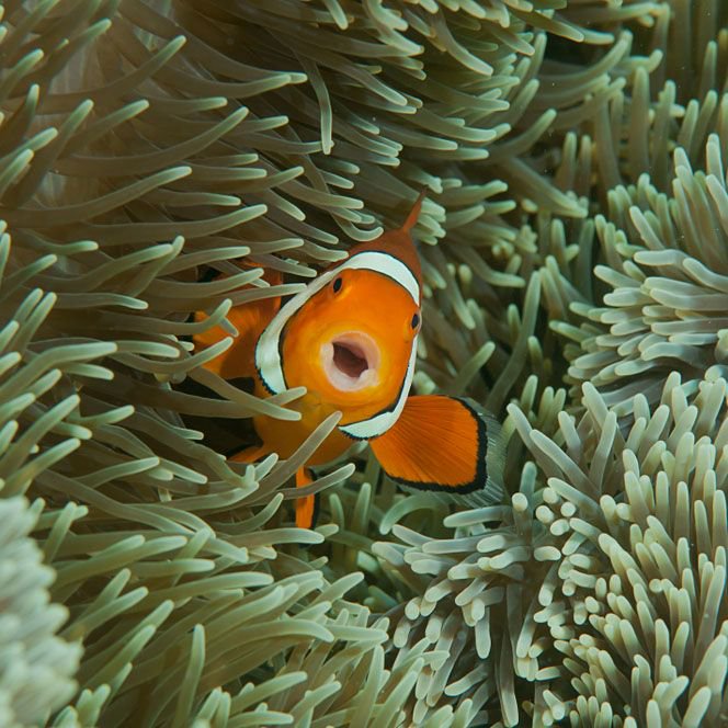 Clown Fish Face Paint