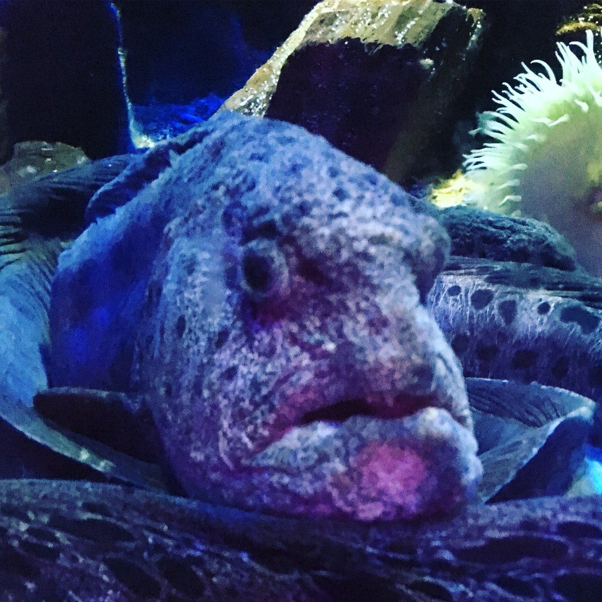 Fish That Looks Like A Person