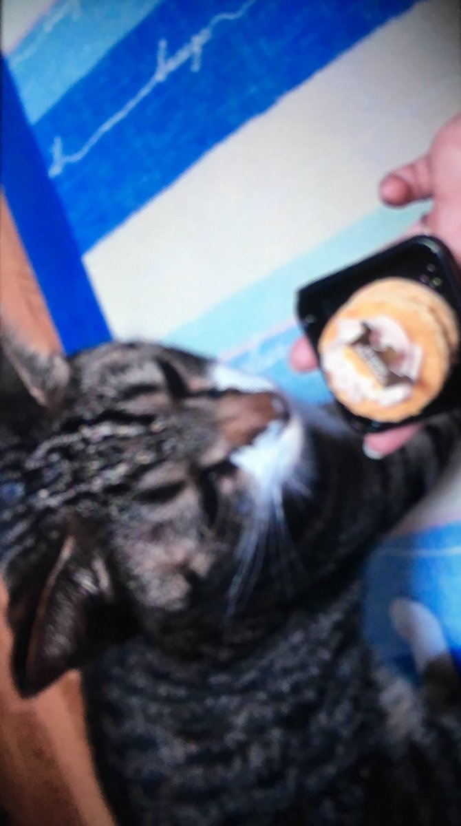 リヤド 猫 (@riyado_cat) | Twitter