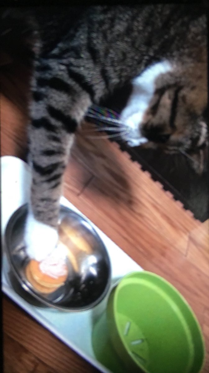 リヤド 猫 (@riyado_cat) | Twitter