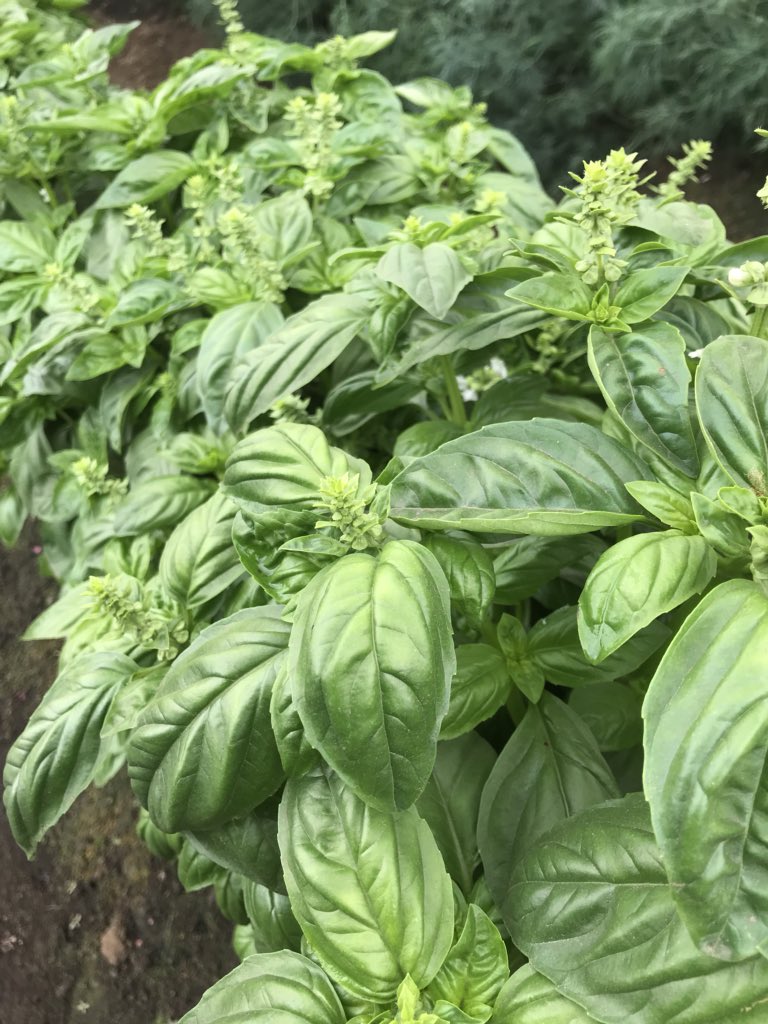 Basil Leaves In Spanish
