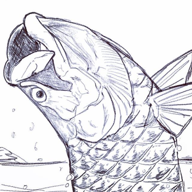 Tarpon Drawing