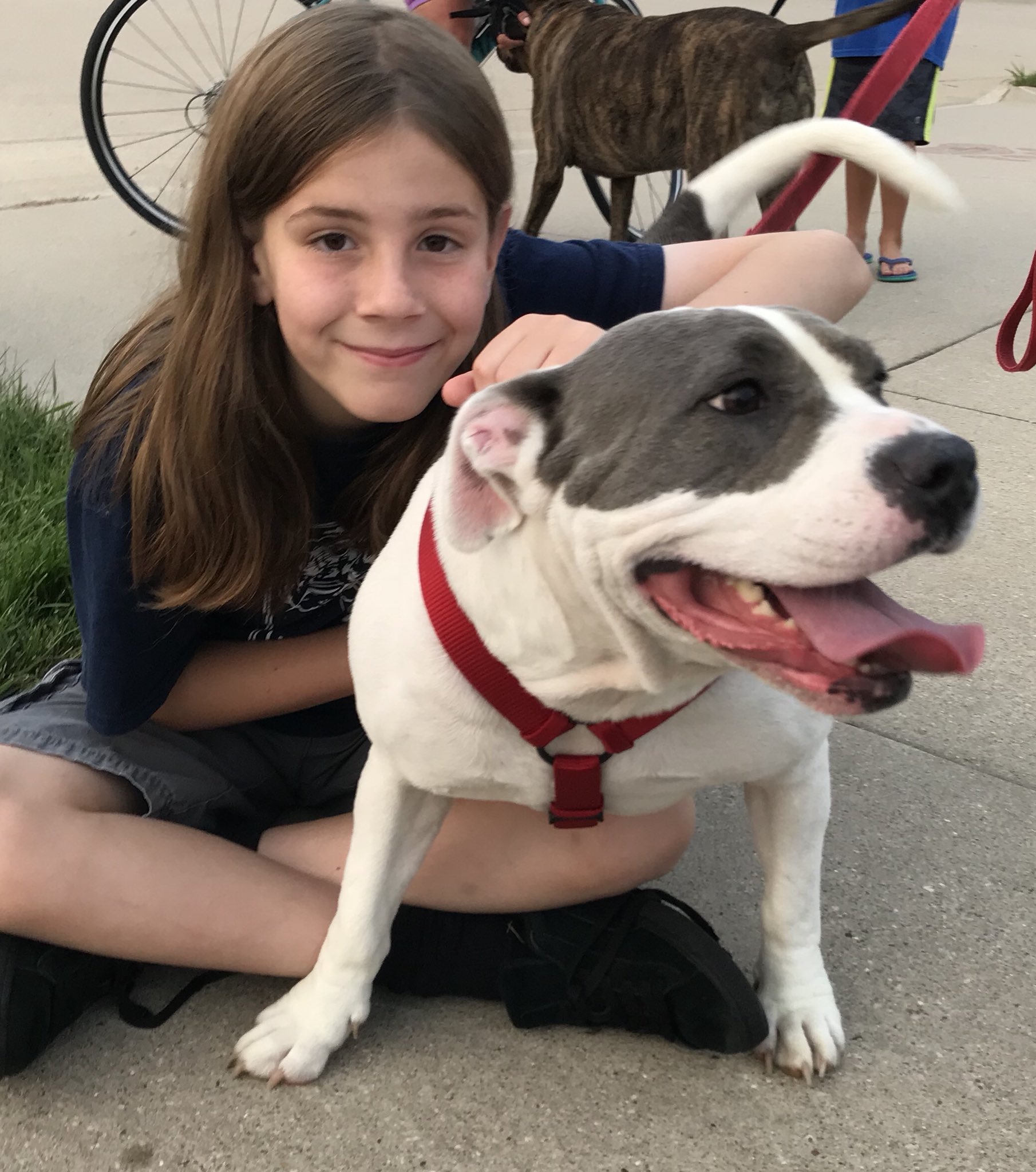 Why Do Dogs Snort Like A Pig