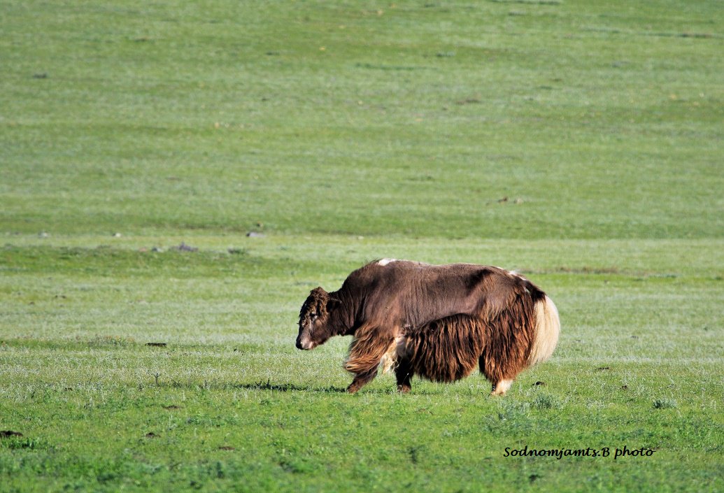 Piebald Bison