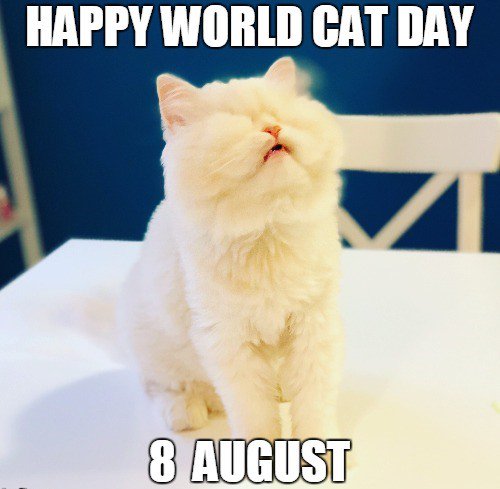 Worldcat Day Meme