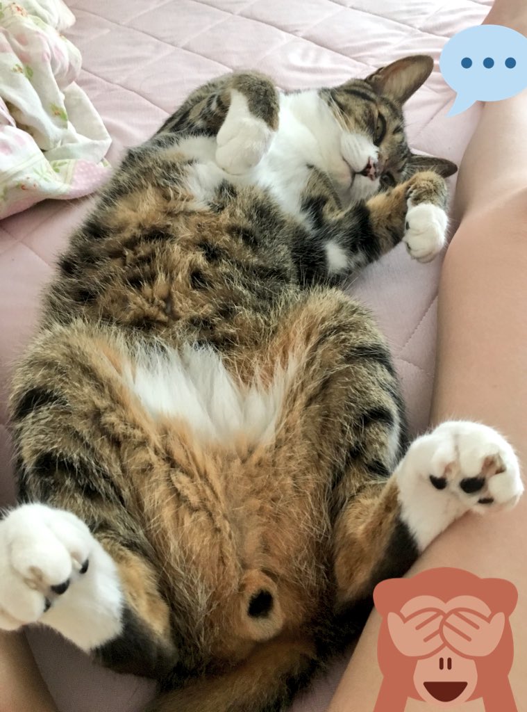 リヤド 猫 (@riyado_cat) | Twitter