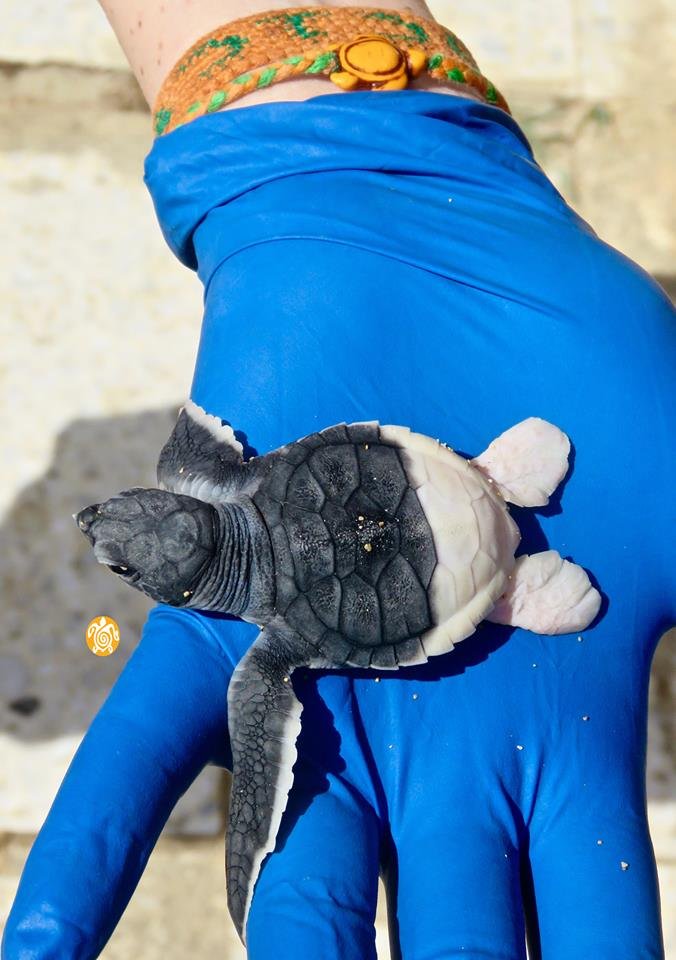 Half Albino Half Melanistic Animals