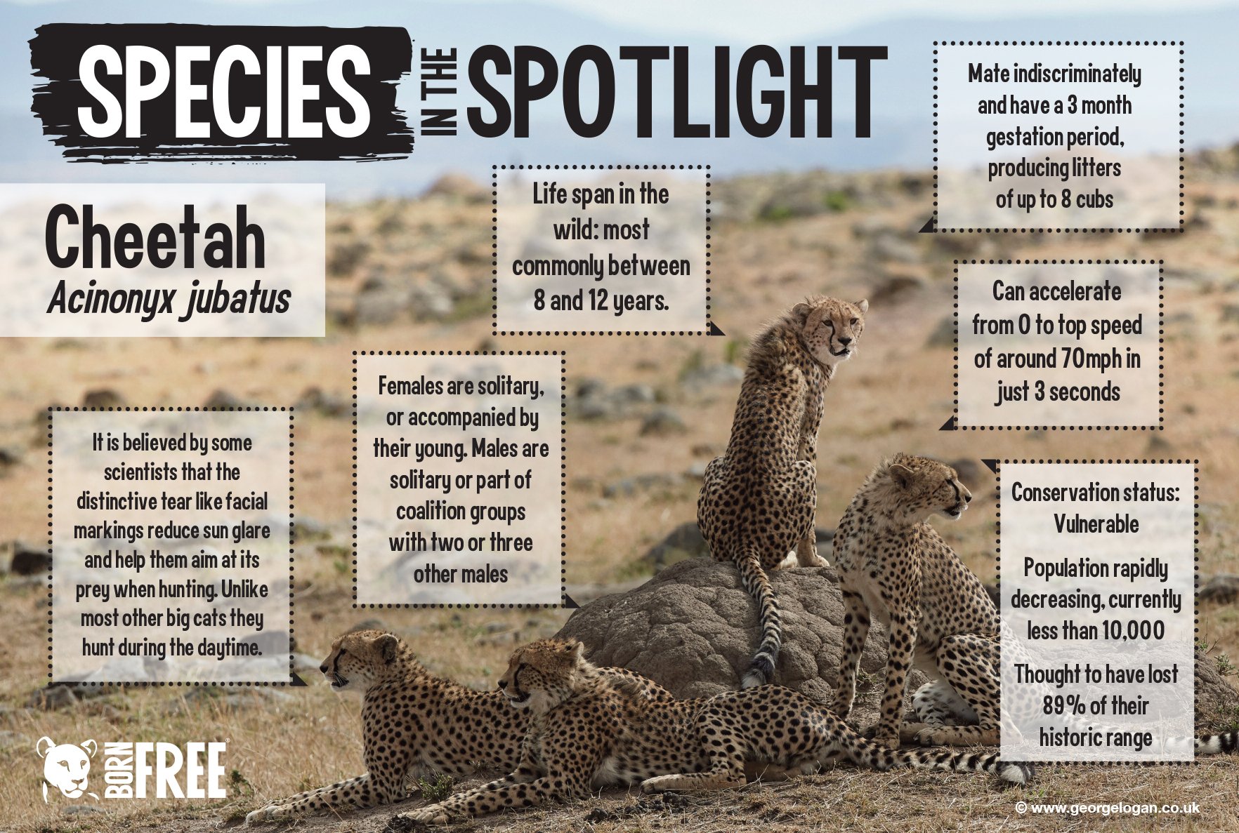 Cheetah Facts Cheetah Facts For Kids | Big Cats | African Animals