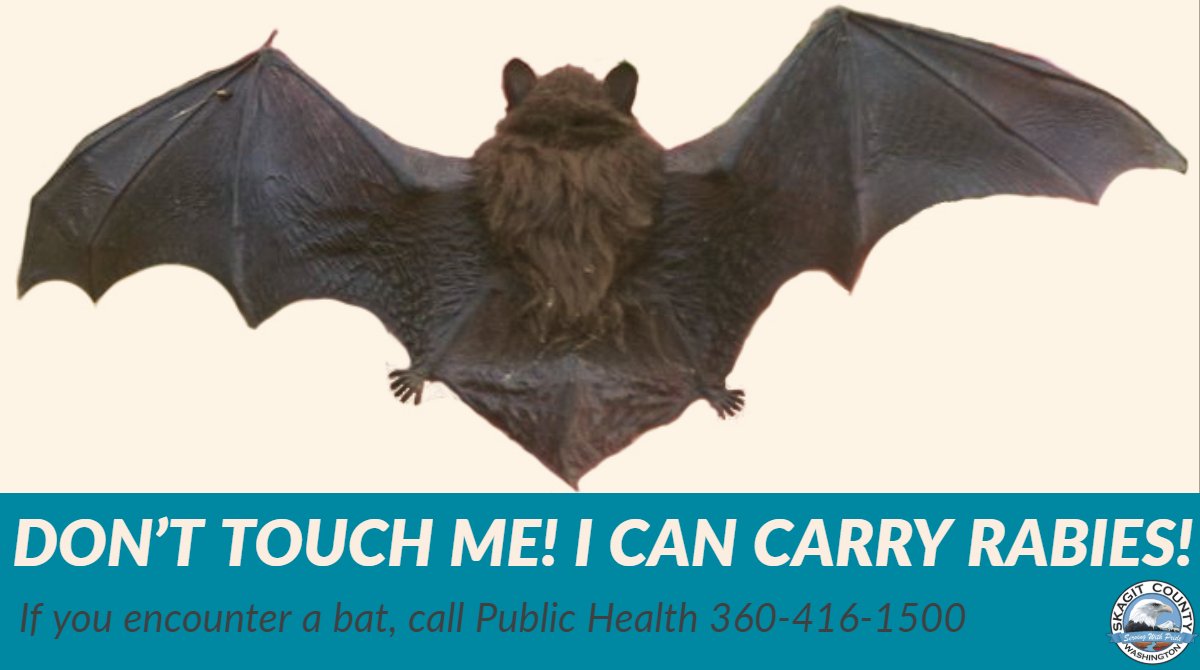 Can Touching A Bat Give You Rabies