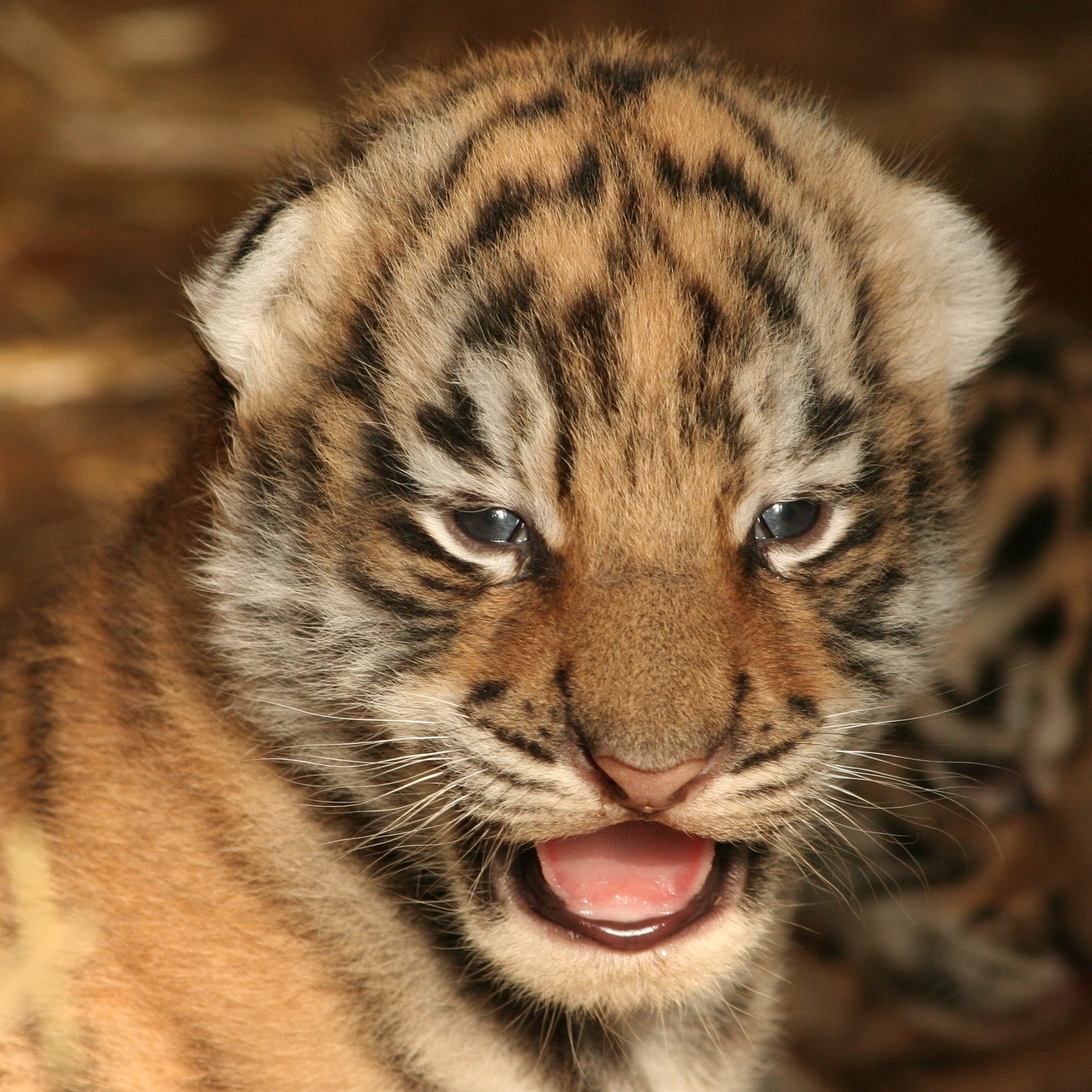 Newborn Baby Tiger Cubs