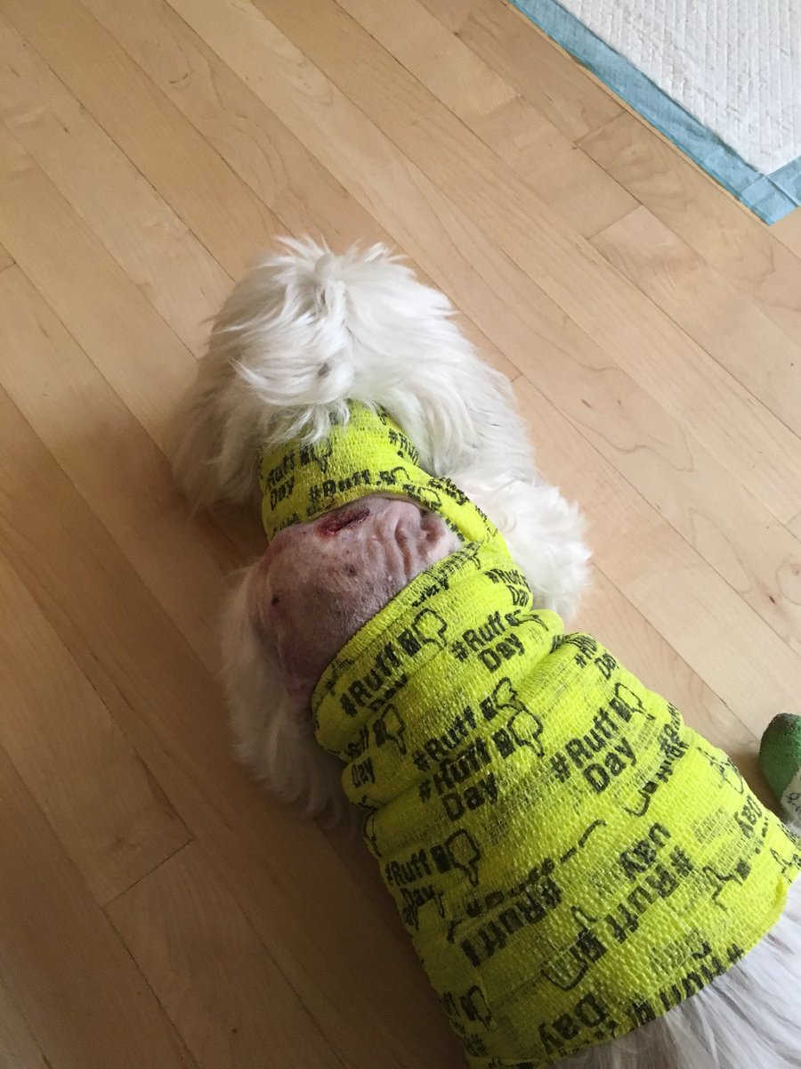 What Can You Do For A Dog With A Broken Rib