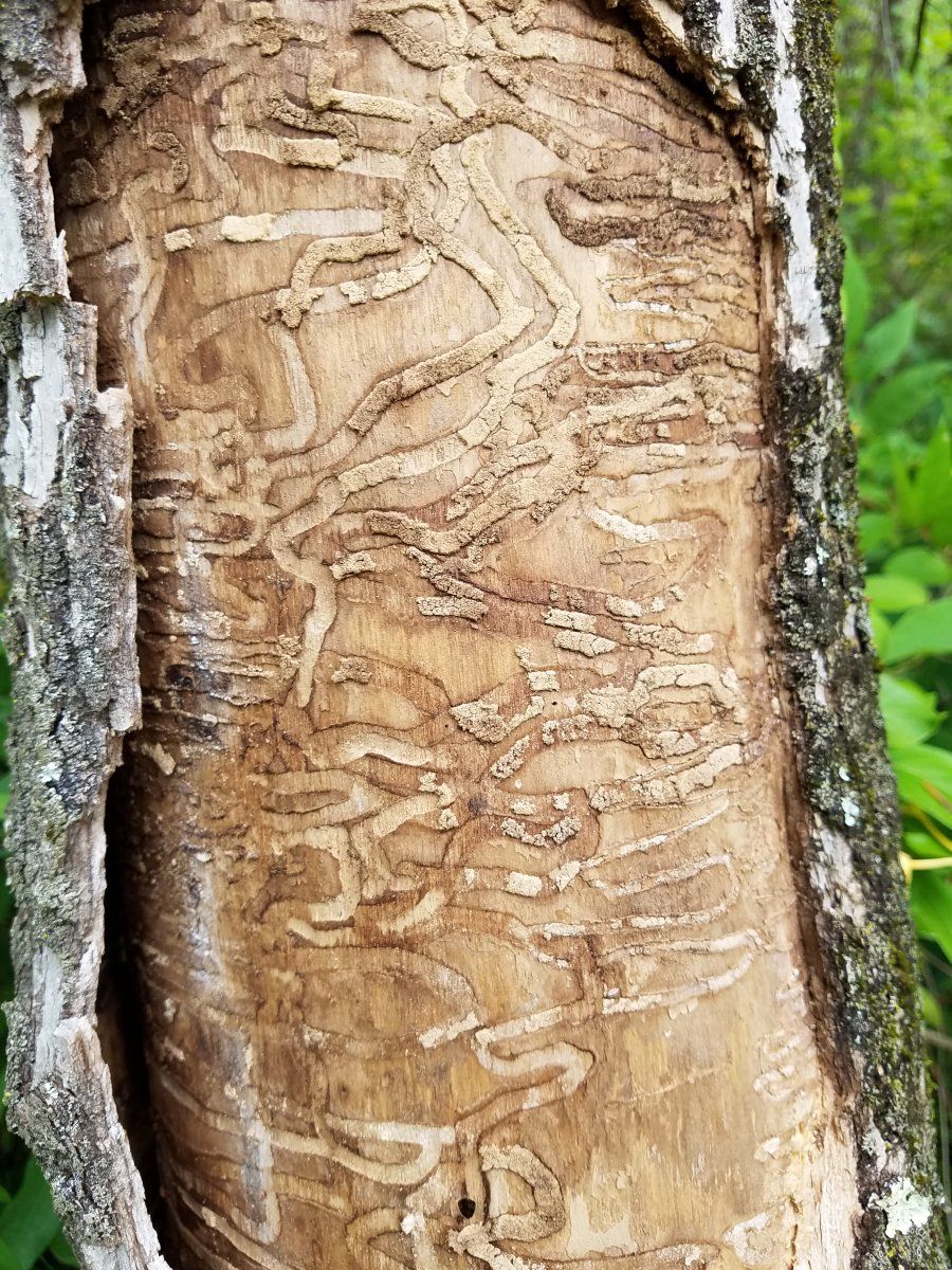 Bark beetles attacking drought-stressed douglas-fir trees across ...