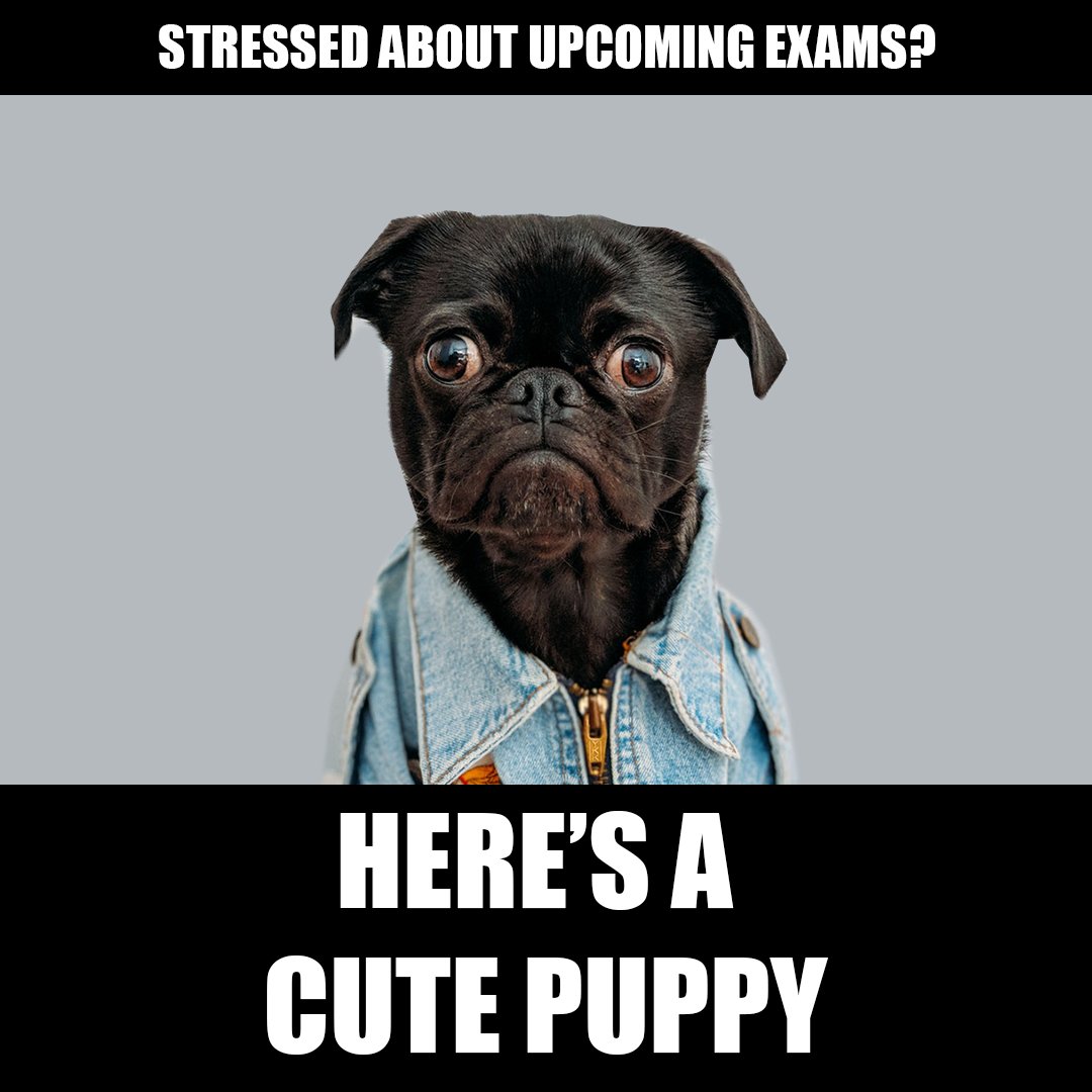 Cute Puppy Meme Finals
