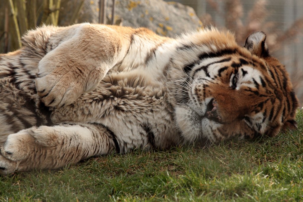 Fluffy Tiger