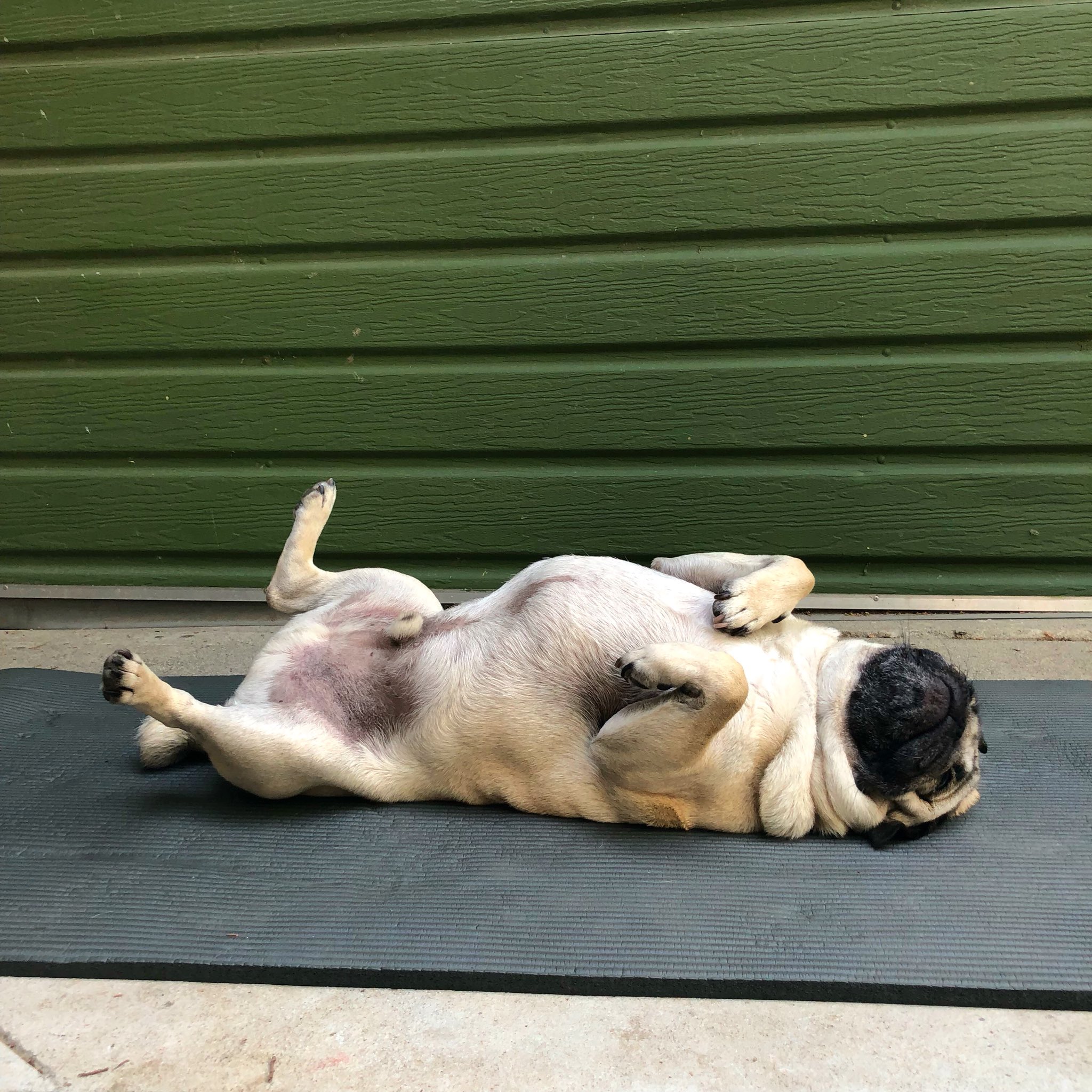 Sleeping Pug