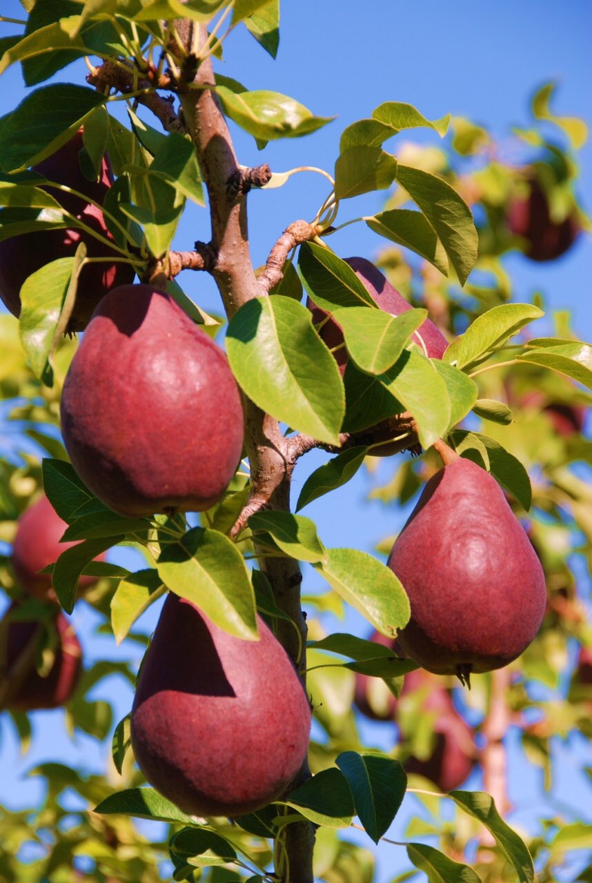 Starkrimson Red Pears