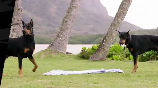 What Happened To The Dogs From Magnum Pi