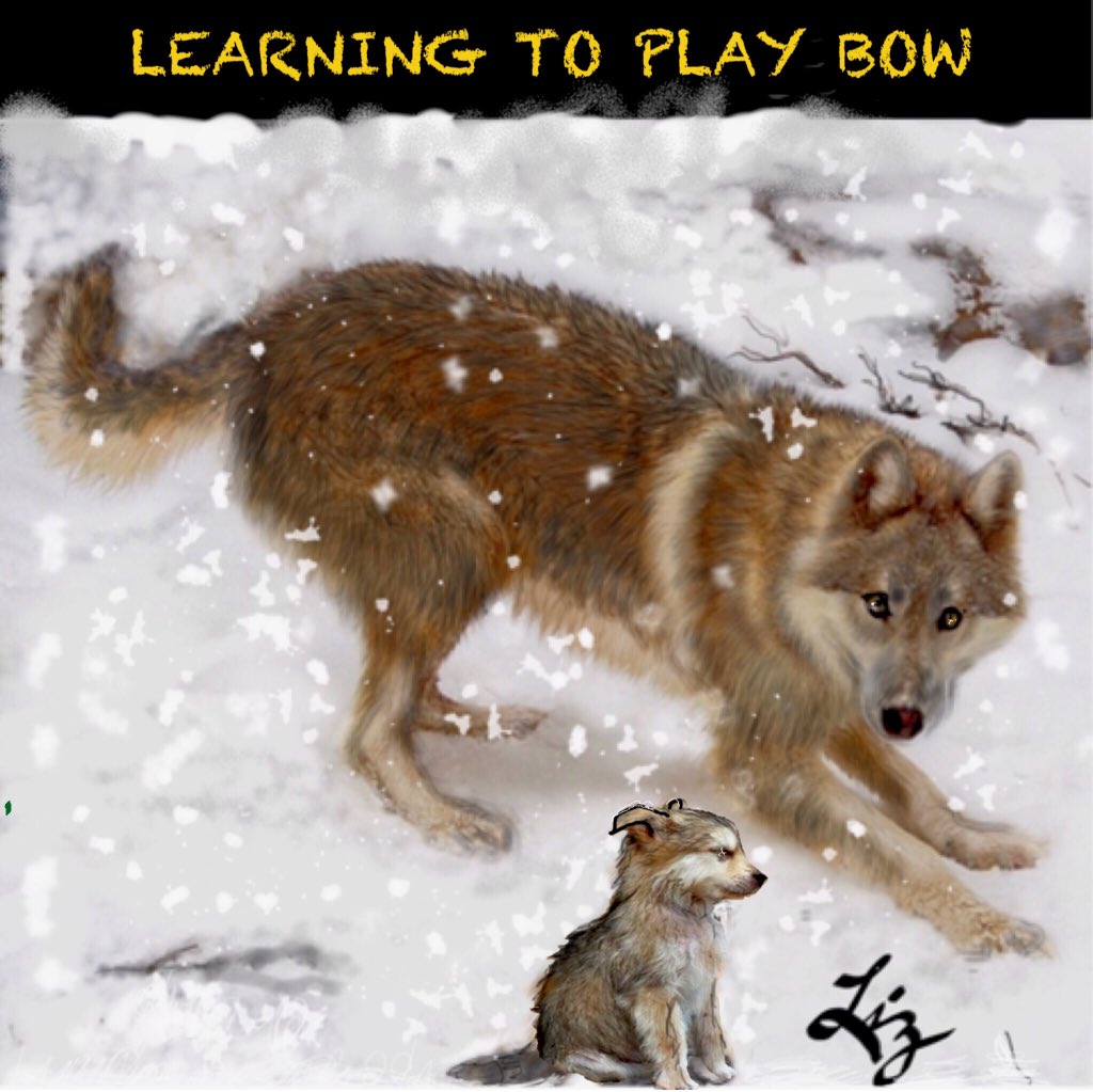 Wolf Play Bow