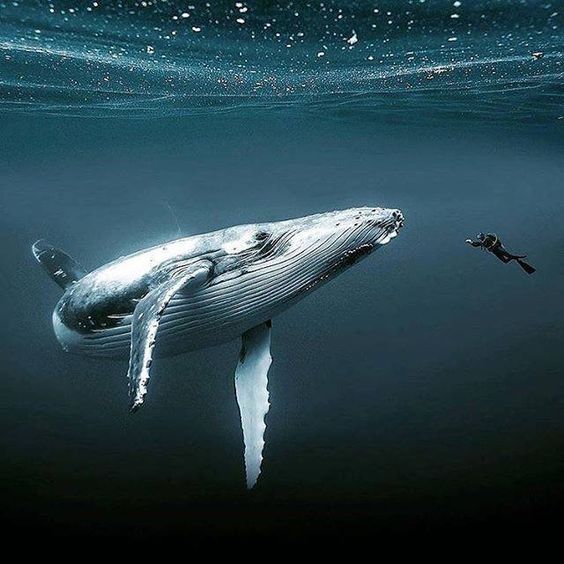 Whale Vs Human