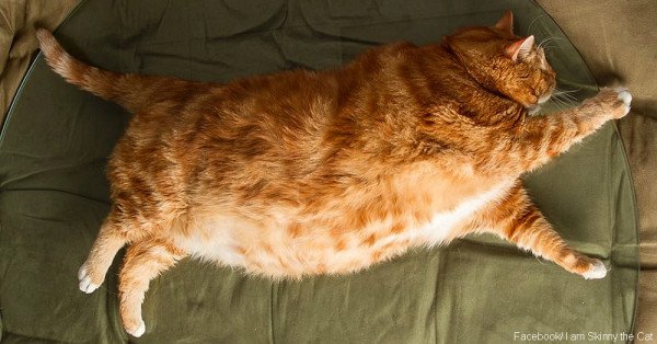 Really Really Fat Animals